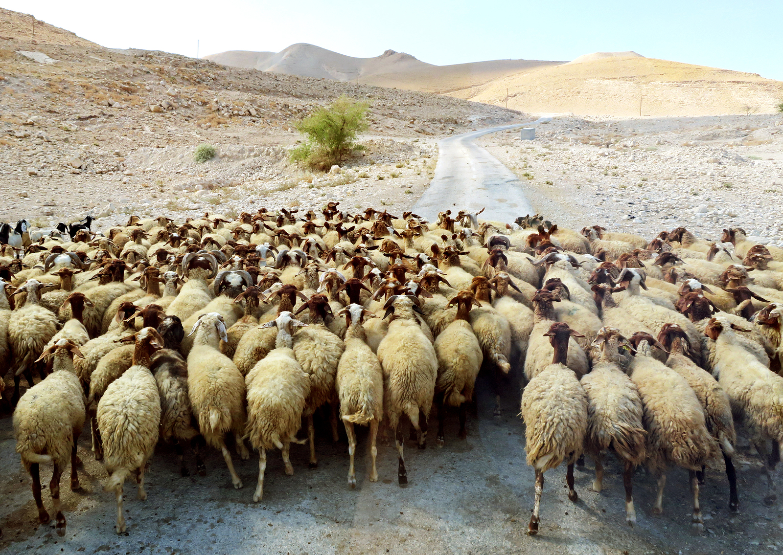 Large flock of sheep walking through the wilderness